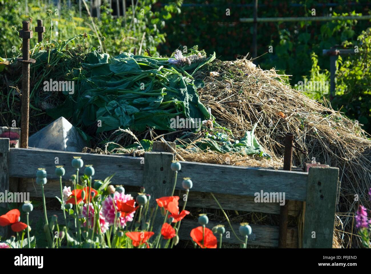 Compost heap in allotment Stock Photo - Alamy