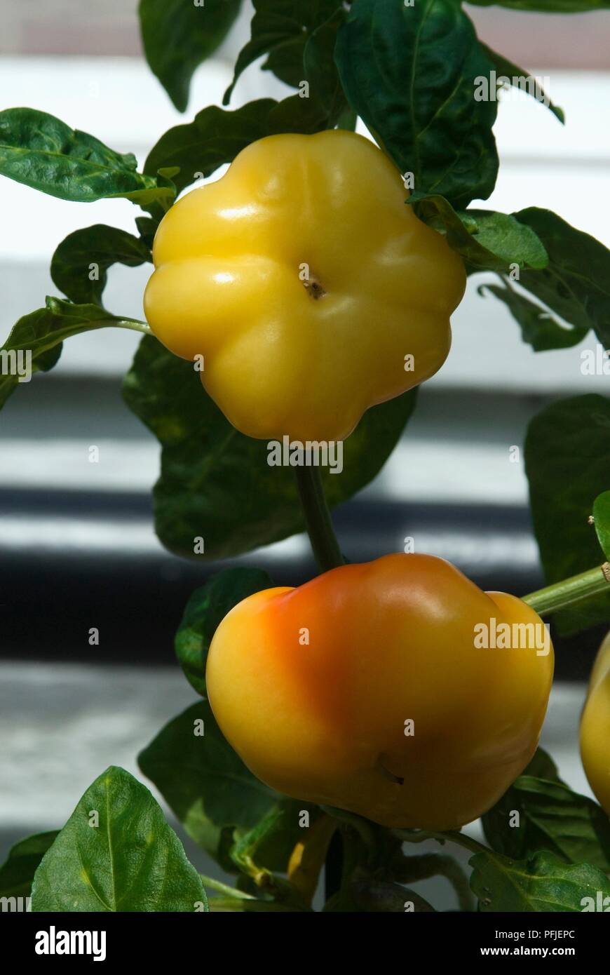 Peppers 'Alma Paprika', close-up Stock Photo - Alamy