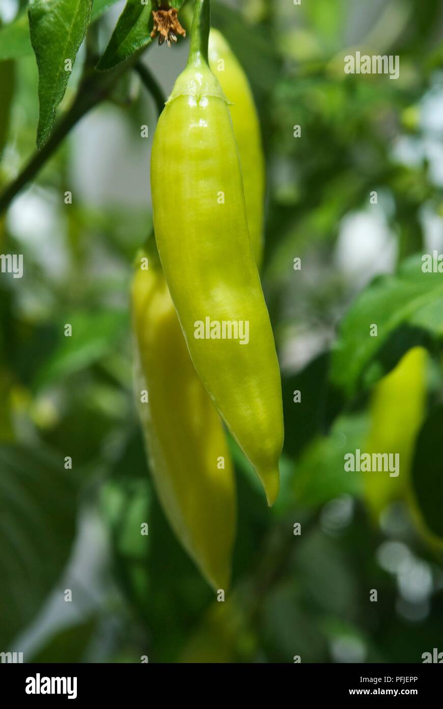 Aji amarillo hi-res stock photography and images - Alamy
