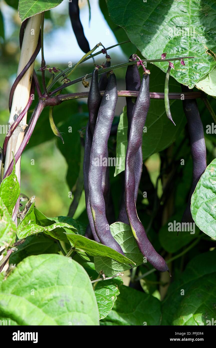 Coco bean plant hi-res stock photography and images - Alamy