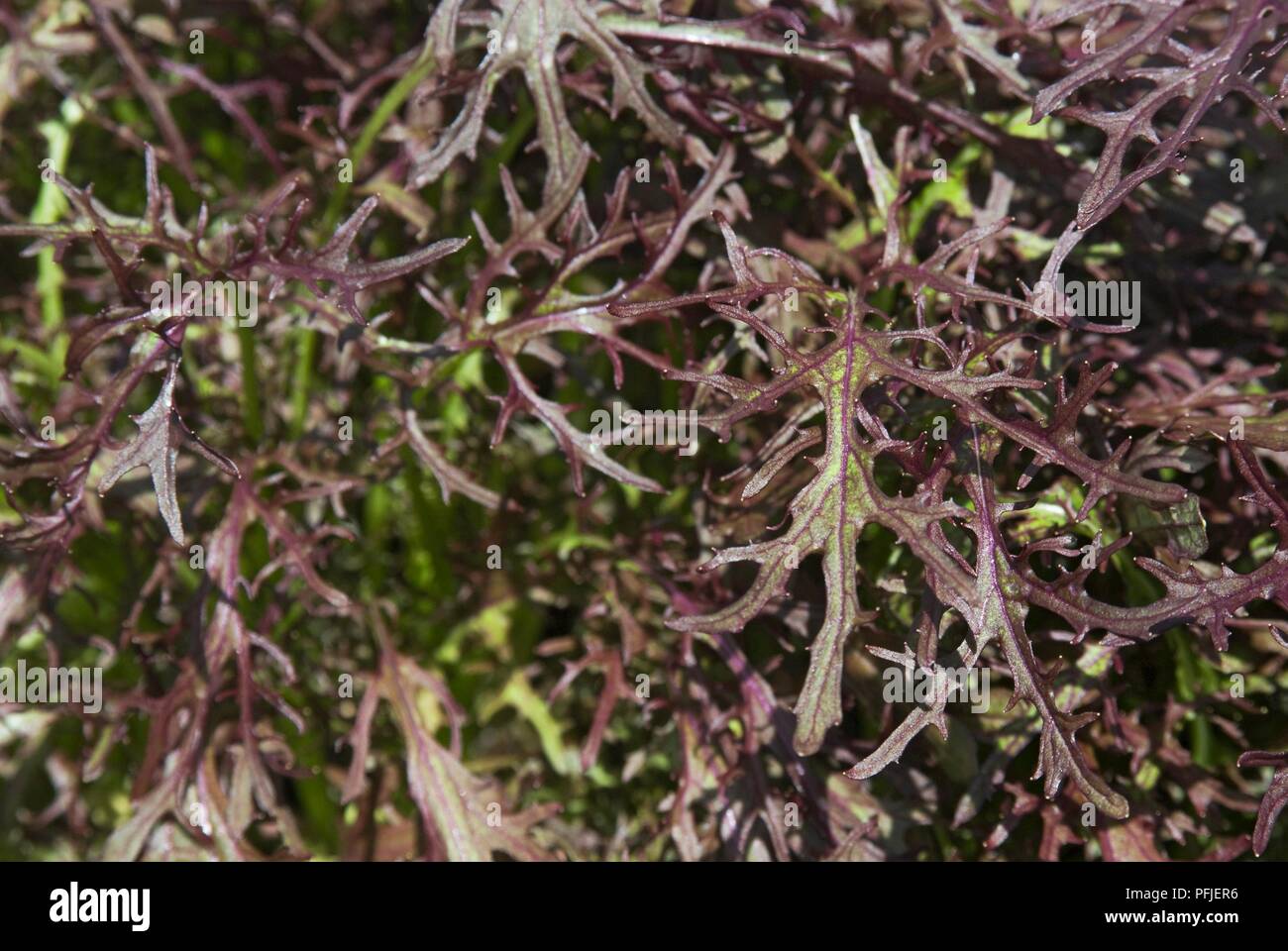 Red mustard frills hi-res stock photography and images - Alamy