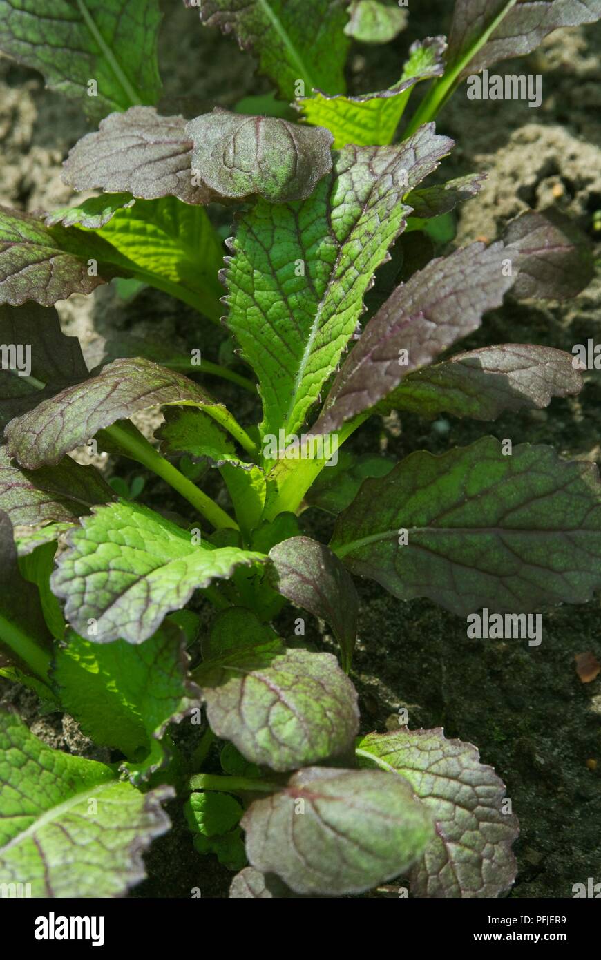 Japanese Mustard 'Red Giant', variegated green and purple leaves, close ...