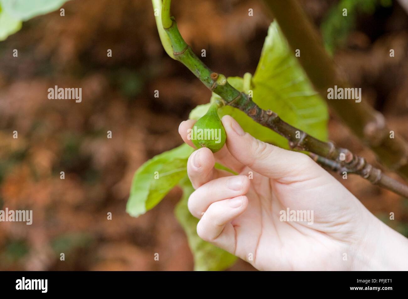 Hand touching fig fruitlet on branch, close-up Stock Photo - Alamy