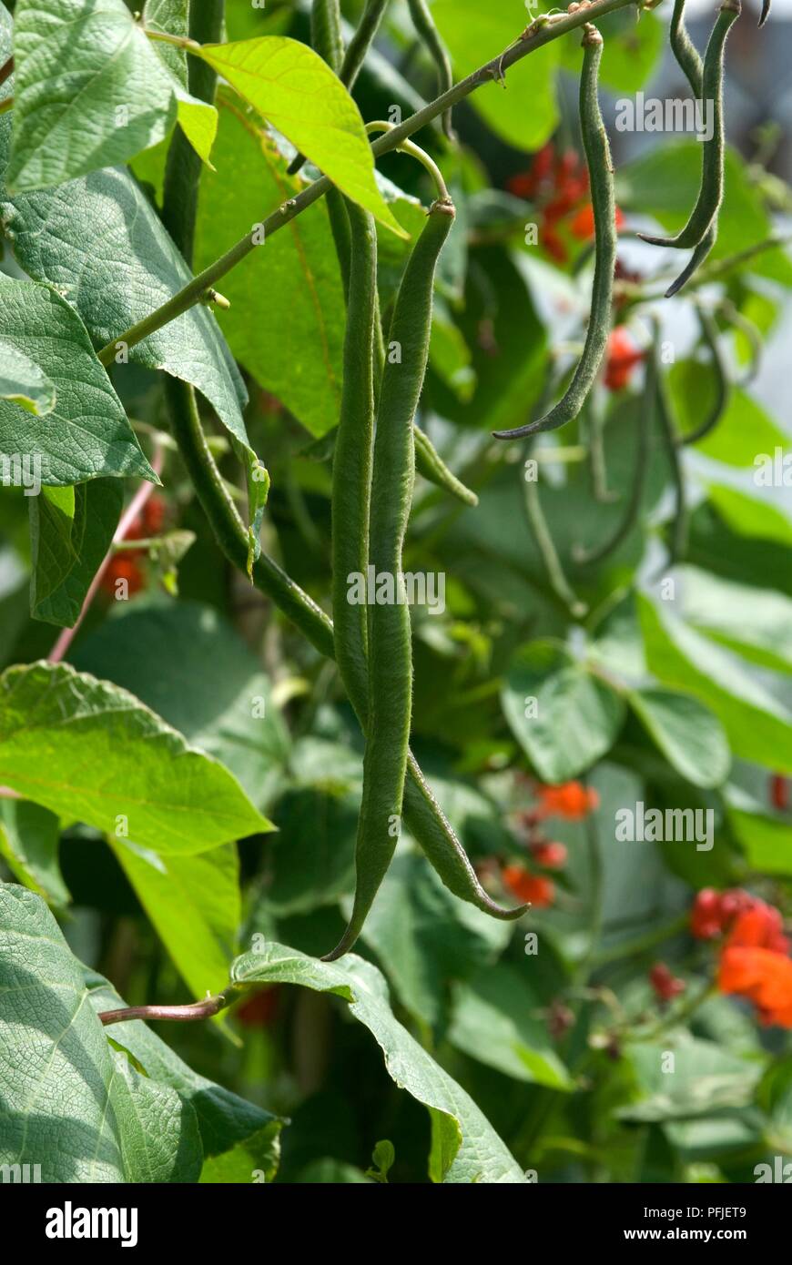 Runner beans 'Enorma' on plant, close-up Stock Photo - Alamy