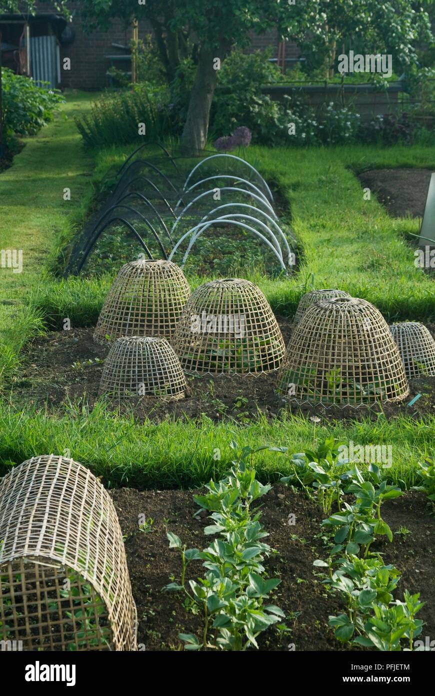 Cloches in vegetable garden Stock Photo - Alamy
