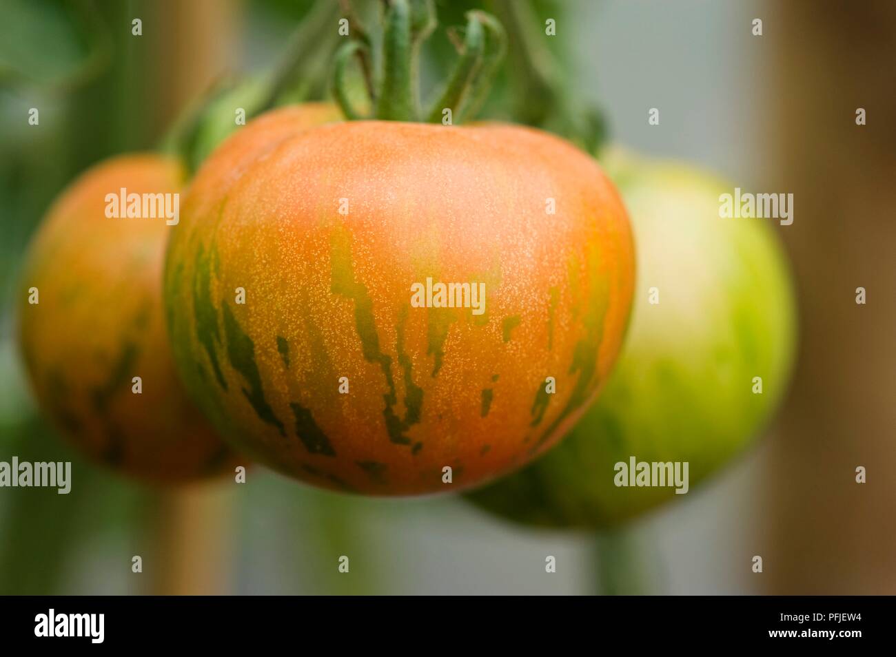 Tigerella hi-res stock photography and images - Alamy