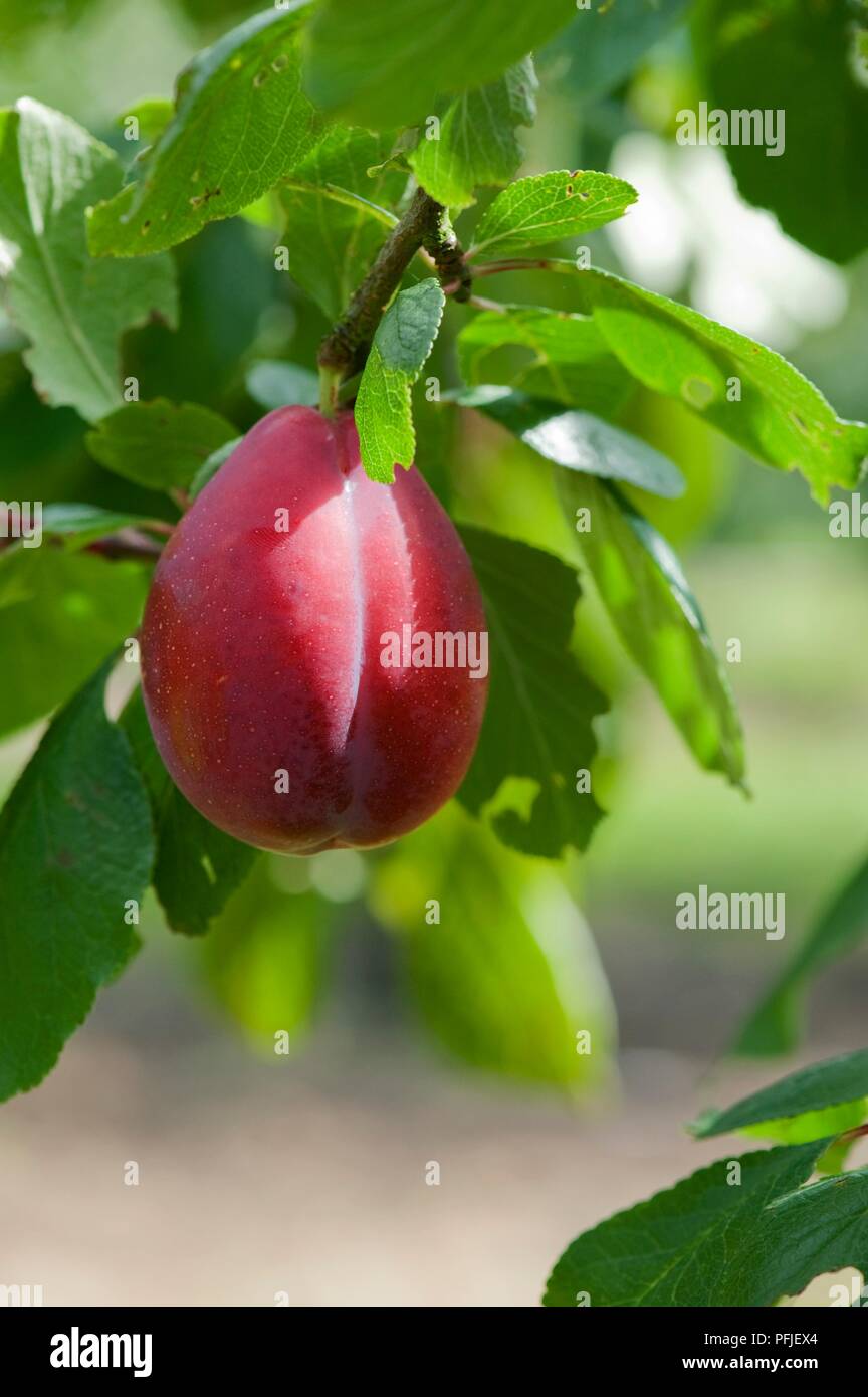 Plum 'Giant Prune' on branch, close-up Stock Photo - Alamy