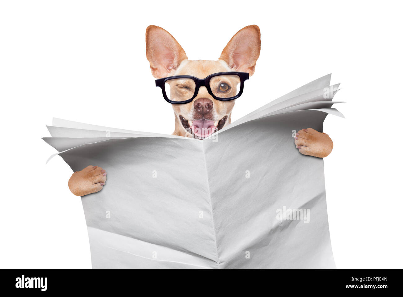 cool funny chihuahua dog reading a blank empty newspaper or magazine ...