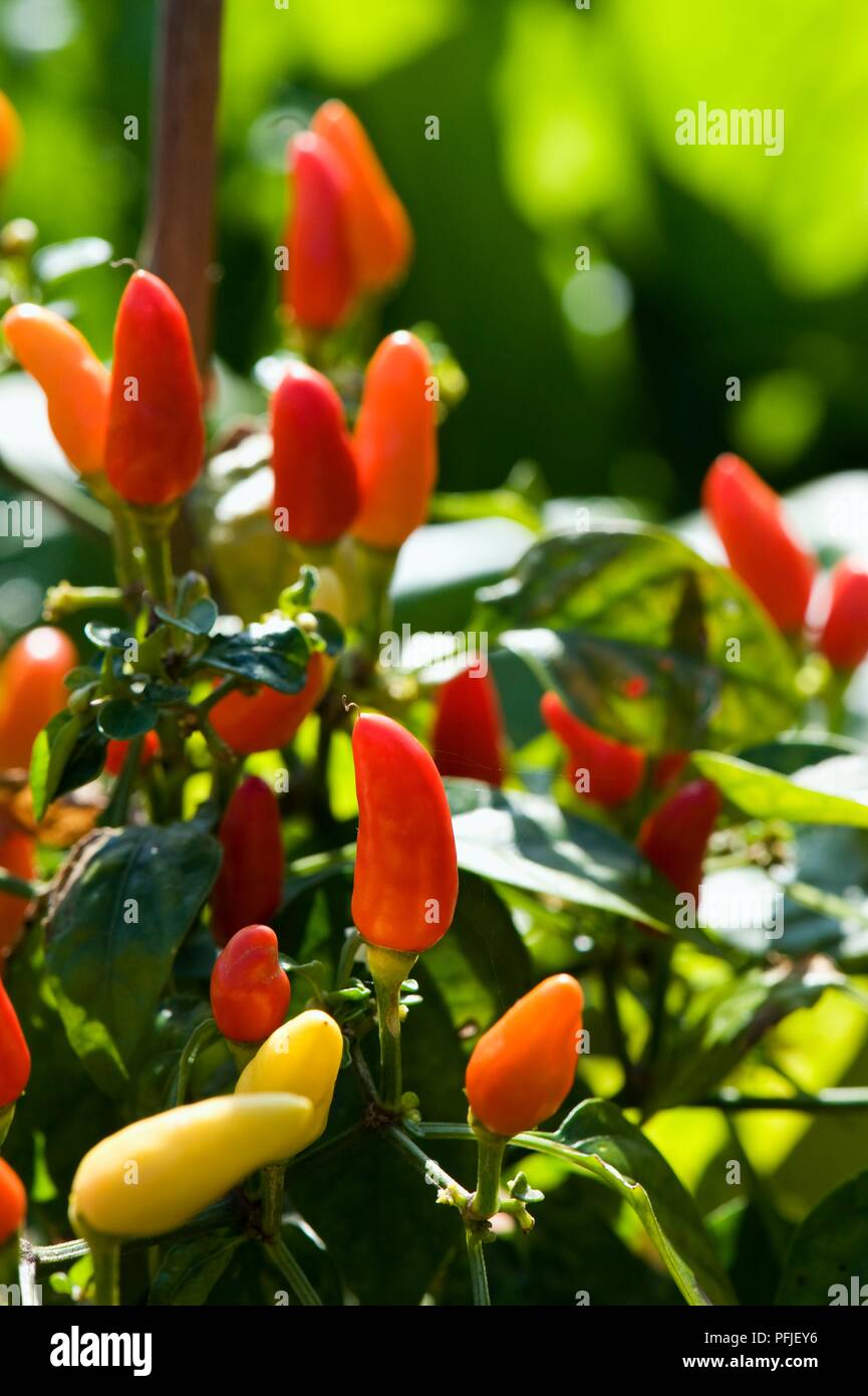 Prairie fire pepper hi-res stock photography and images - Alamy