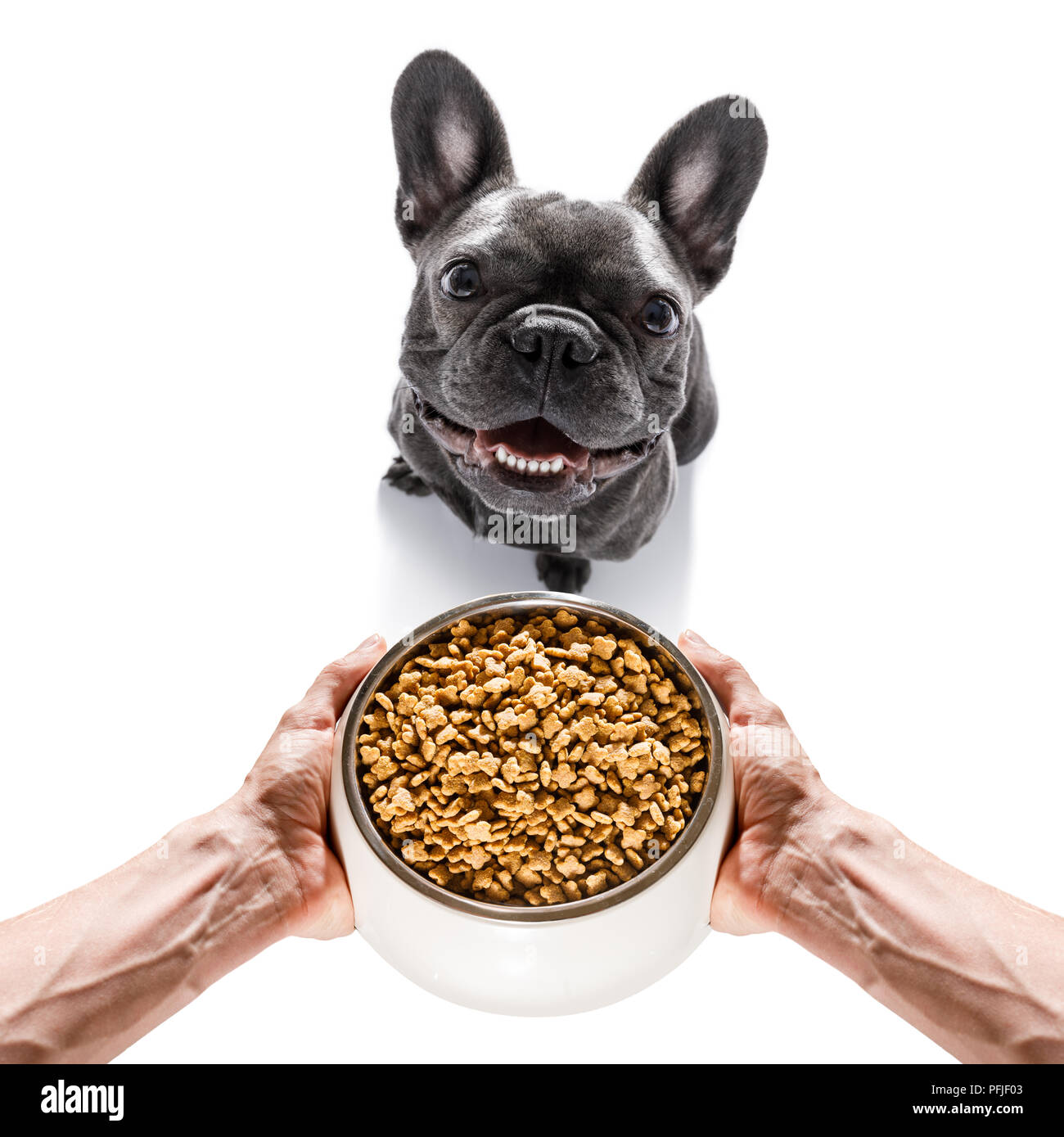 curious dog looking up to owner waiting or sitting patient for the meal ...
