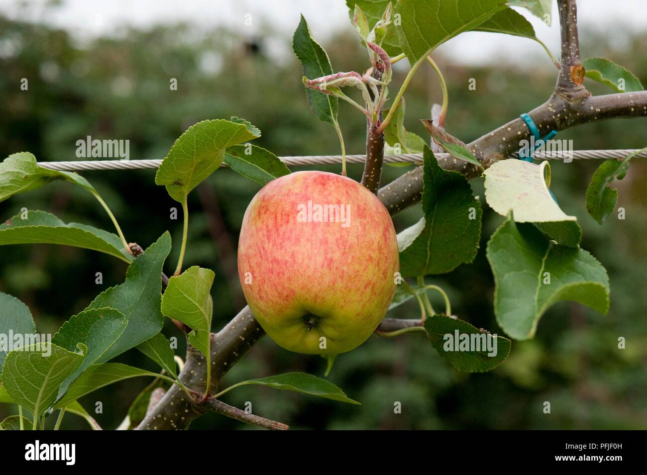 Apple 'Red Falstaff' on branch tied to support, close-up Stock Photo ...
