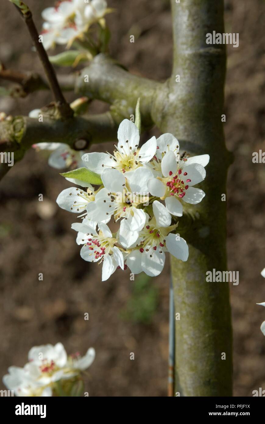 Worcester fruit hi-res stock photography and images - Alamy