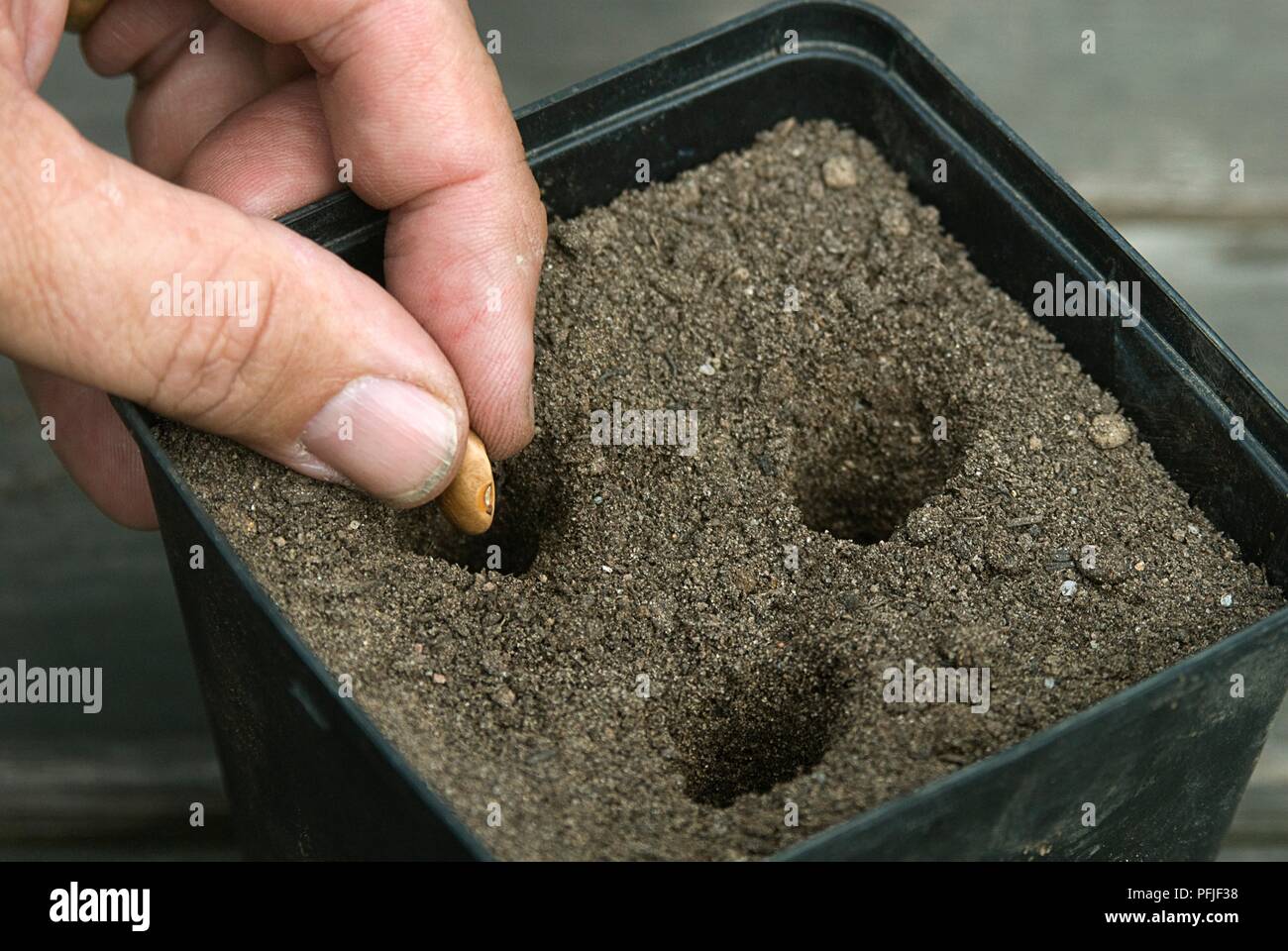 Hand sowing French bean 'Blue Coco' seeds in pot, close-up Stock Photo ...