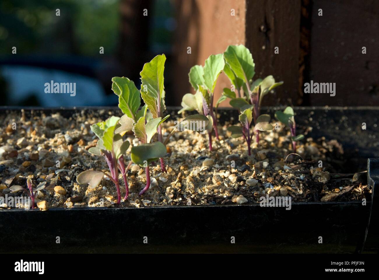Cauliflower seedlings planted in gutter Stock Photo - Alamy