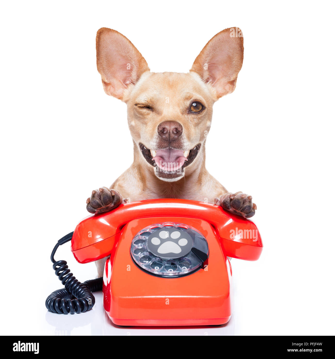 Funny animal call center operator hi-res stock photography and images ...
