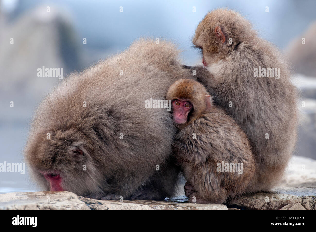 Japanese macaque or snow japanese monkey, baby, in onsen (Macaca ...
