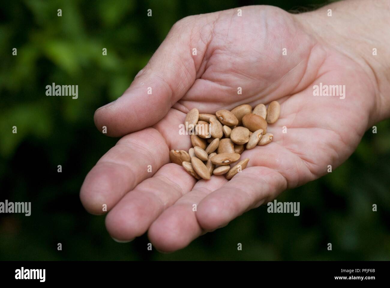 Hand holding French bean 'Blue Coco' seeds, close-up Stock Photo - Alamy