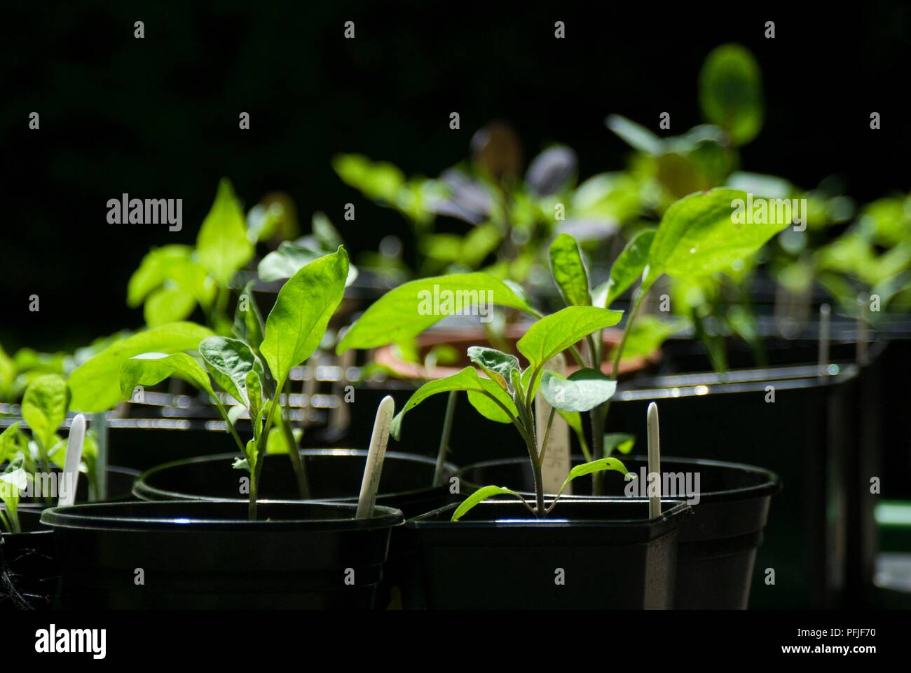 Chilli pepper seedlings hi-res stock photography and images - Alamy