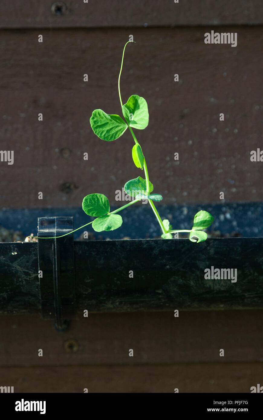 Pea seedling grown in gutter Stock Photo - Alamy