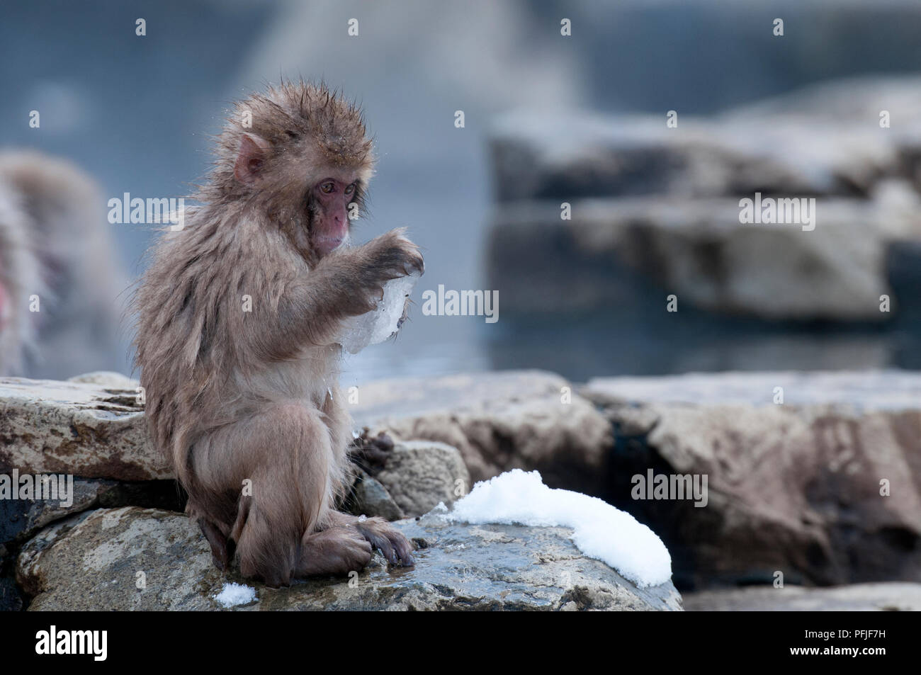 Japanese macaque or snow japanese monkey, baby, in onsen, playing with ...