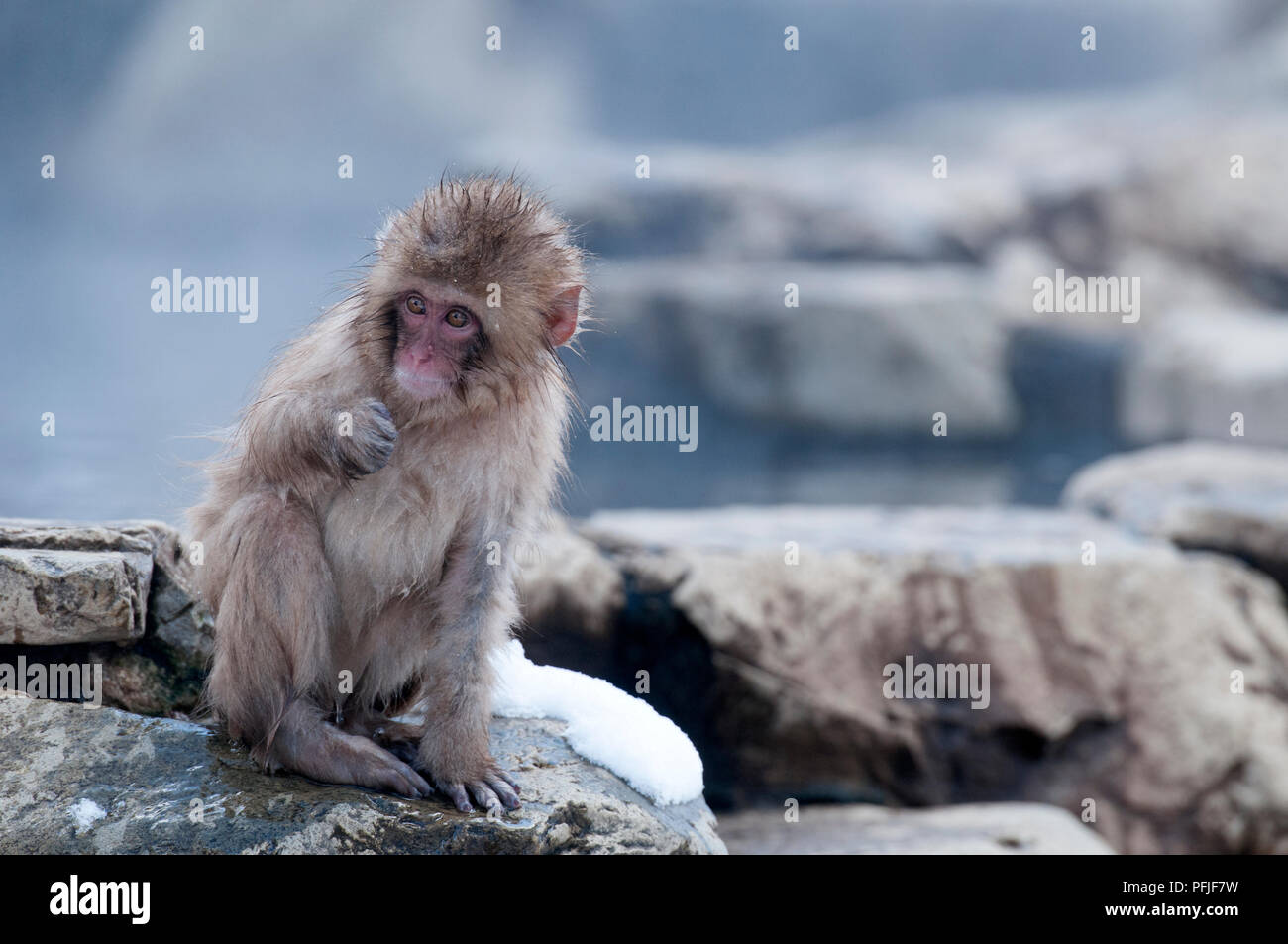 Japanese macaque or snow japanese monkey, baby, in onsen (Macaca ...