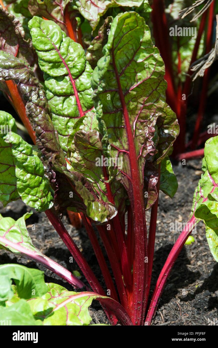 Mixed soil hi-res stock photography and images - Alamy