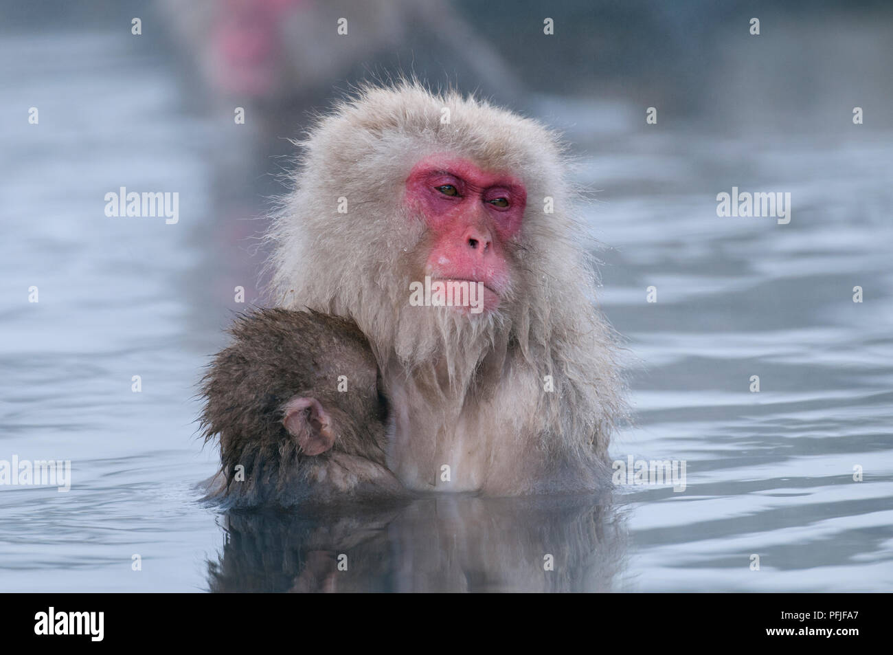 Japanese macaque or snow japanese monkey, baby and mom in onsen (Macaca ...