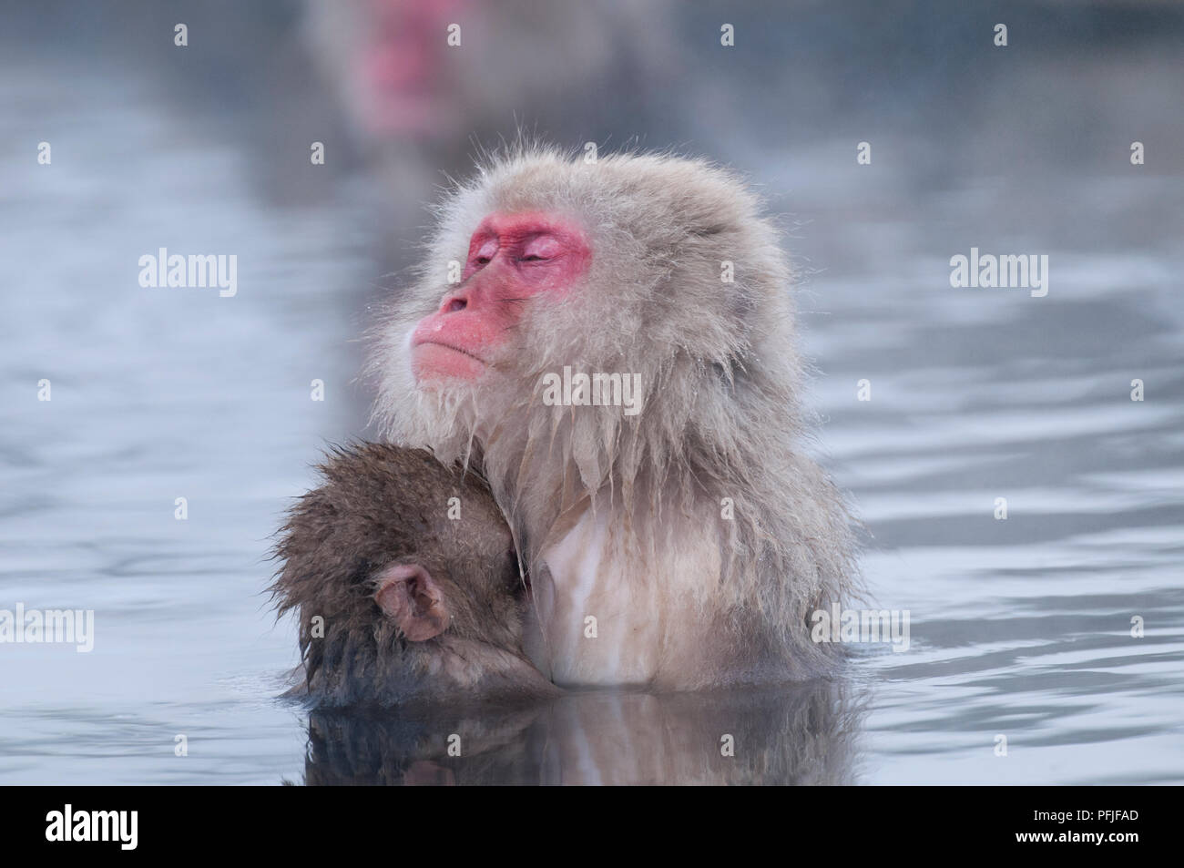 Japanese macaque or snow japanese monkey, baby and mom in onsen (Macaca ...