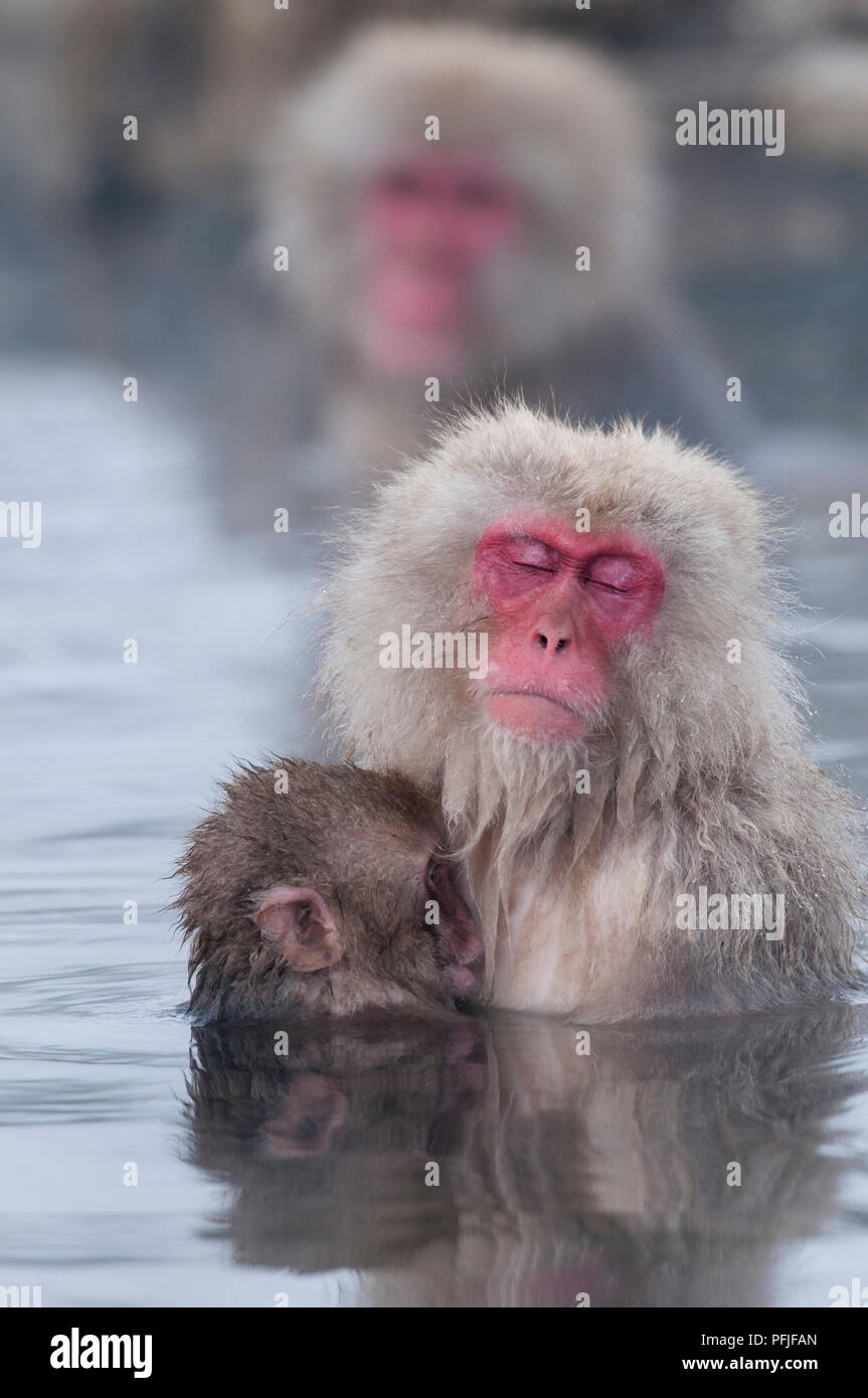 Japanese macaque or snow japanese monkey, baby and mom in onsen (Macaca ...