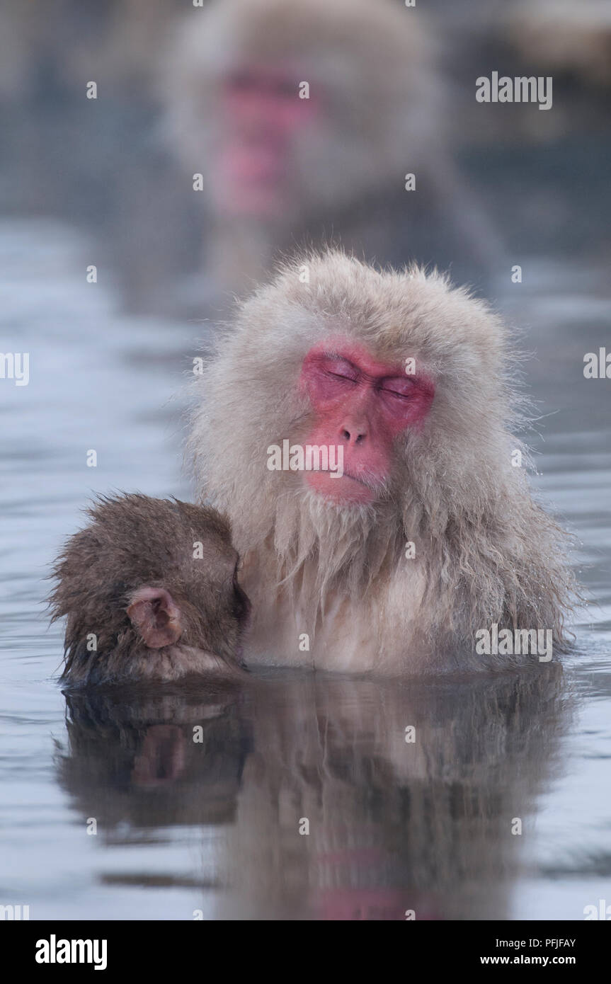 Japanese macaque or snow japanese monkey, baby and mom in onsen (Macaca ...