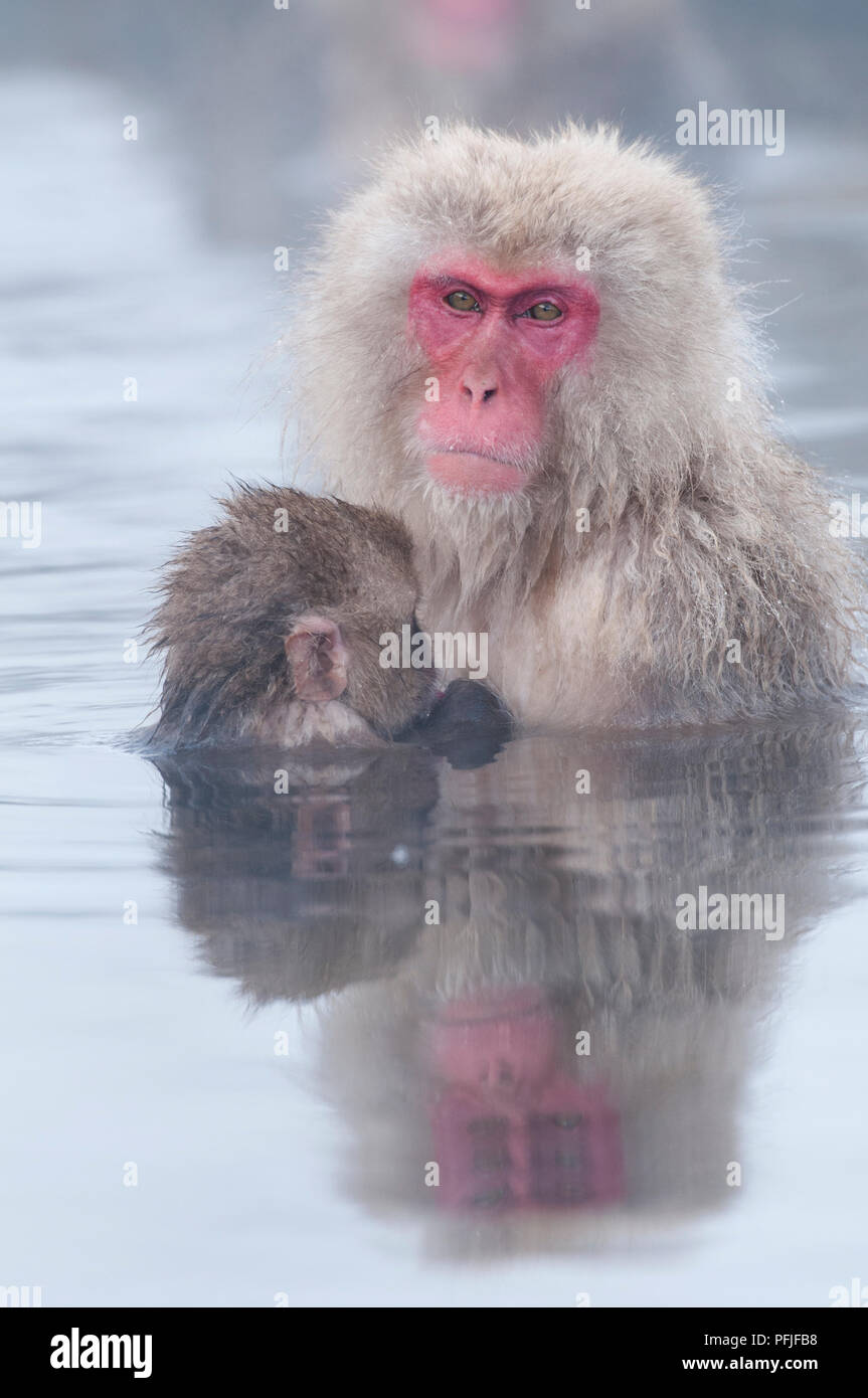 Japanese macaque or snow japanese monkey, baby and mom in onsen (Macaca ...