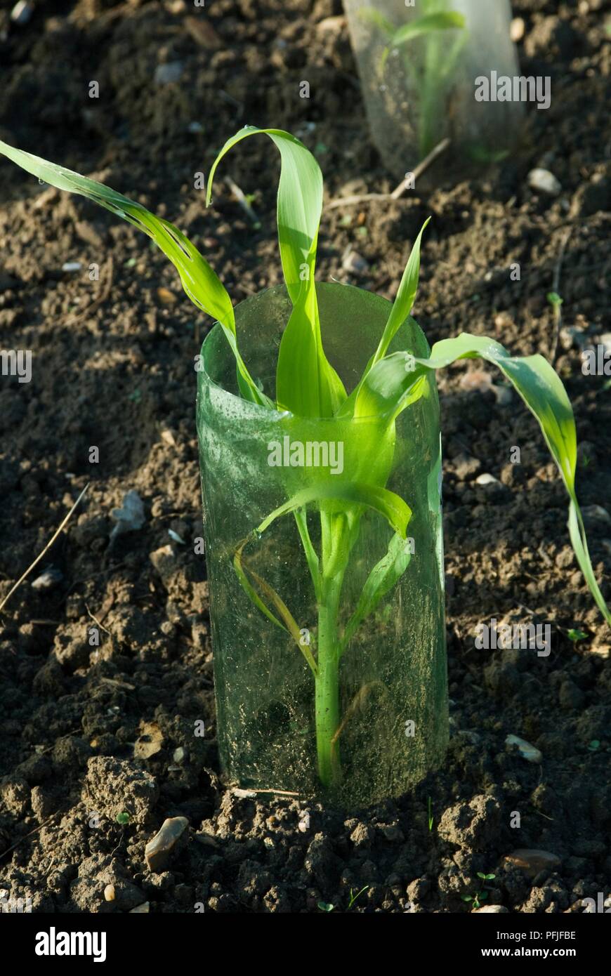 Sweetcorn plant in soil, with plastic bottle around it, open at top ...
