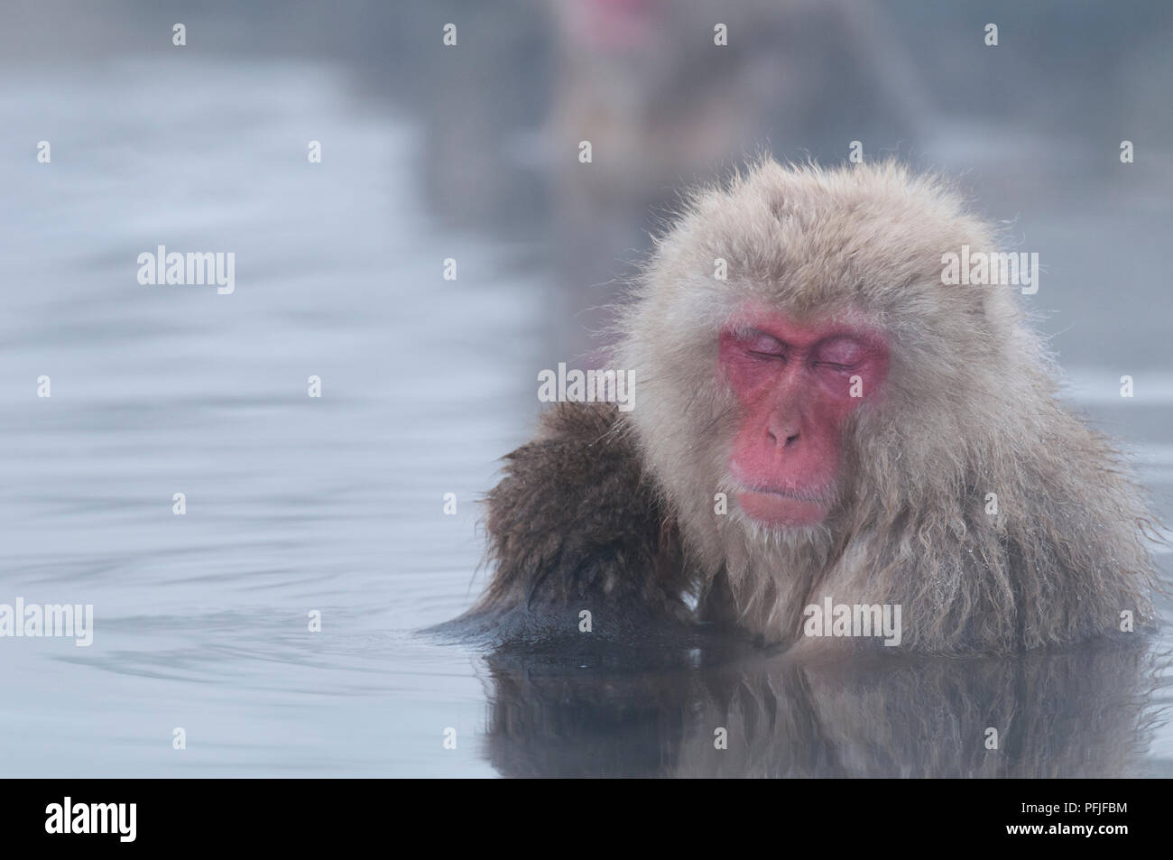 Sleeping Snow Monkey High Resolution Stock Photography and Images - Alamy