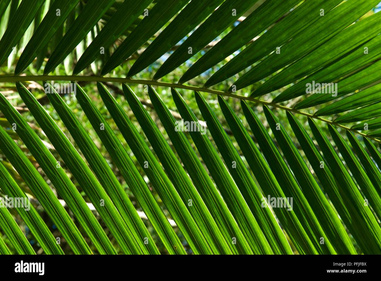 Puerto palm rico leaf hi-res stock photography and images - Alamy