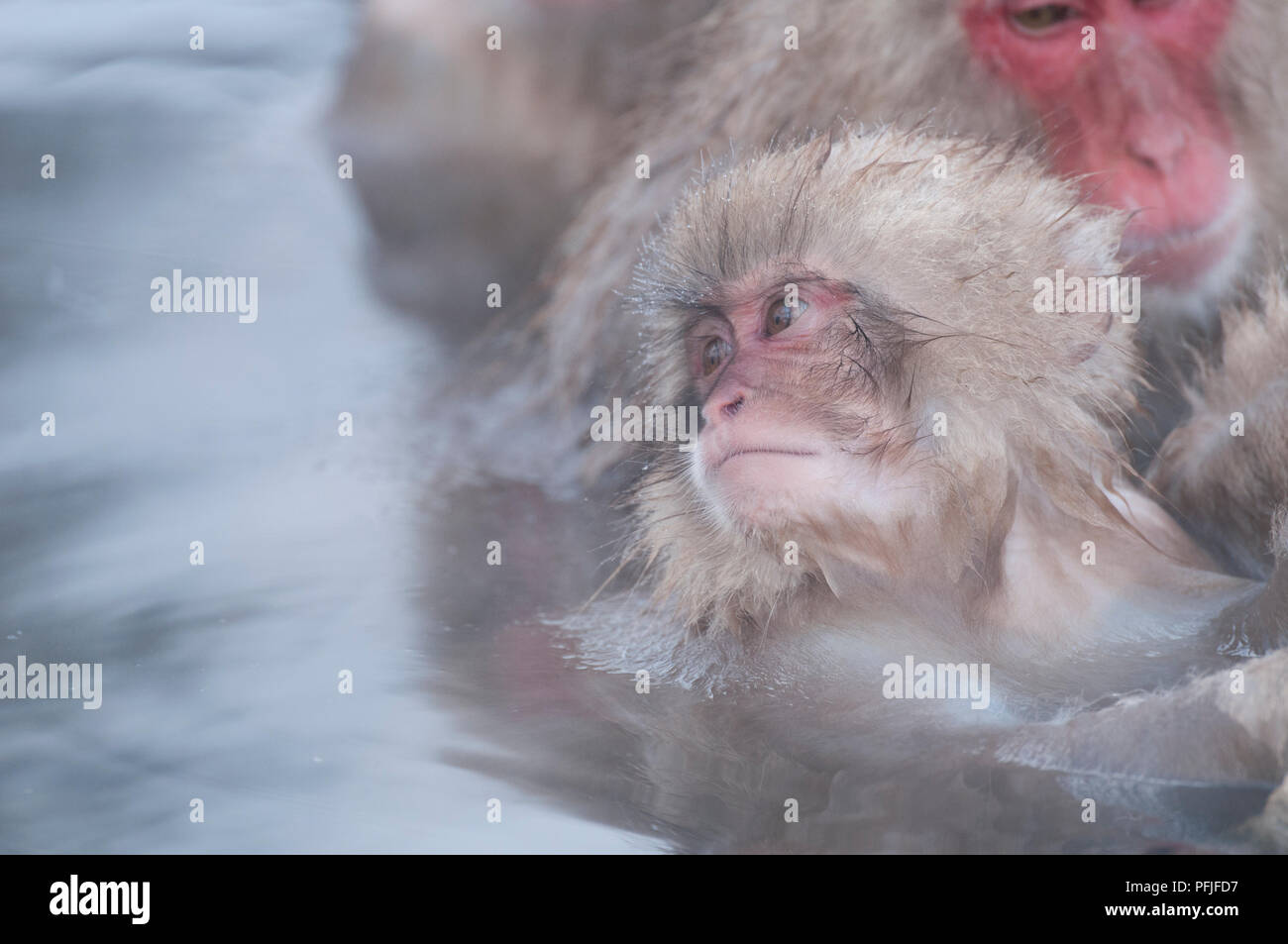 Japanese macaque or snow japanese monkey, baby, in onsen (Macaca ...