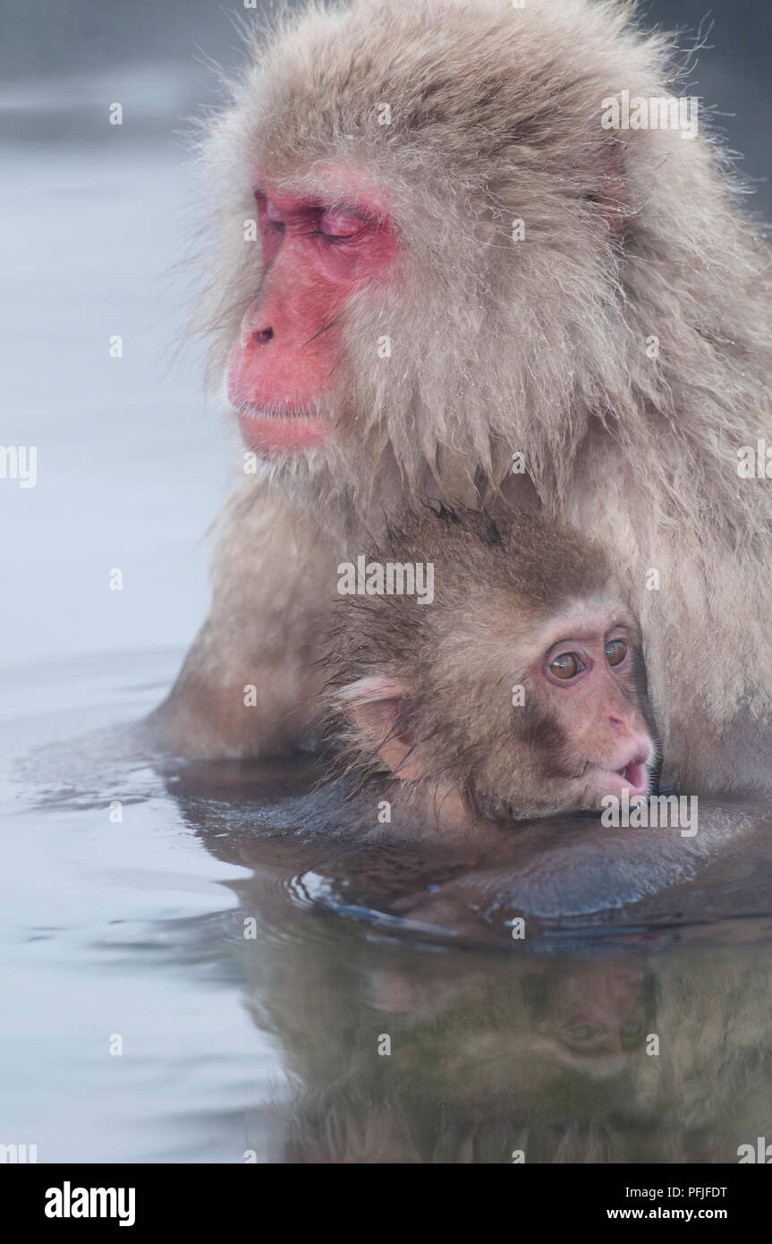 Japanese macaque or snow japanese monkey, baby and mom in onsen (Macaca ...