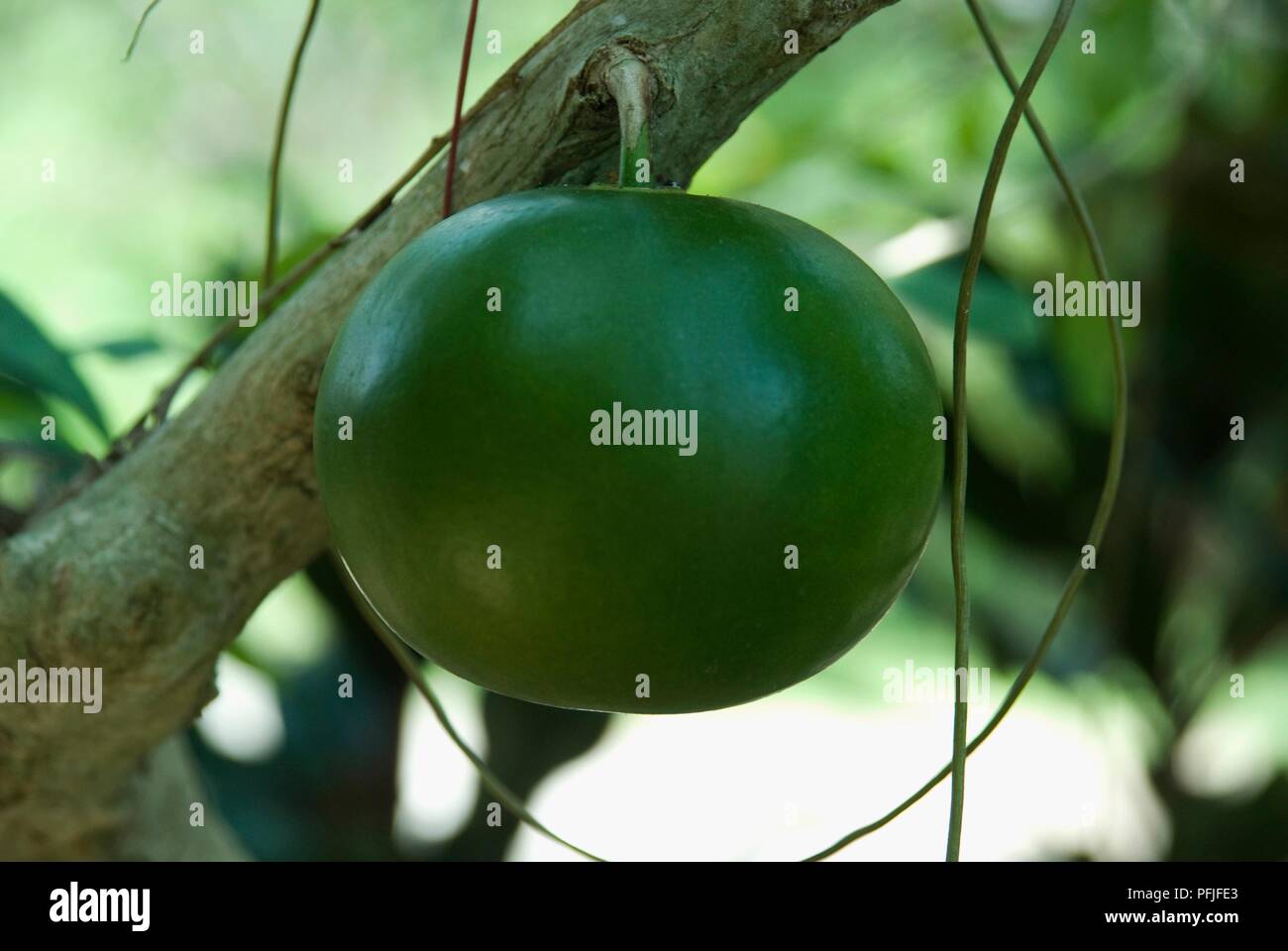 Calabash tree hi-res stock photography and images - Alamy