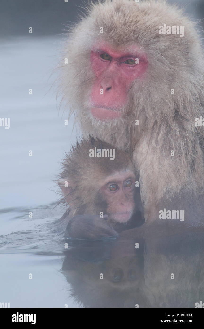 Japanese macaque or snow japanese monkey, baby and mom in onsen (Macaca ...