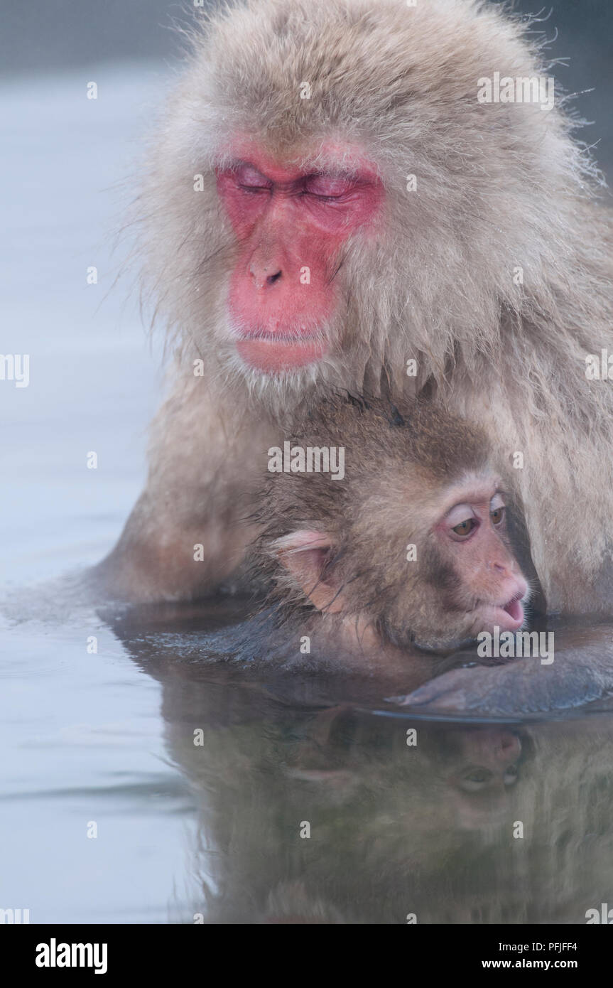 Japanese macaque or snow japanese monkey, baby and mom in onsen (Macaca ...