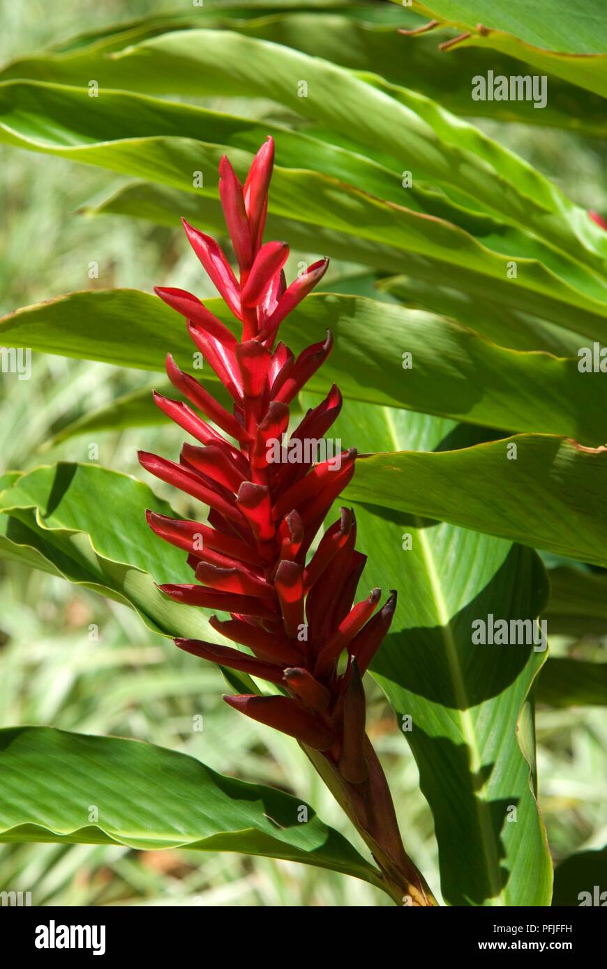Puerto Rico, wild ginger flower and leaves, close-up Stock Photo - Alamy