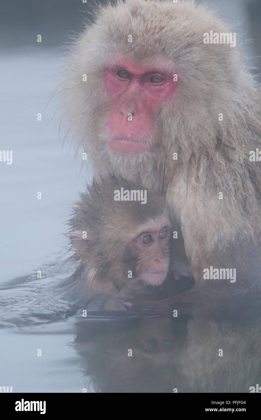 Japanese macaque or snow japanese monkey, baby and mom in onsen (Macaca ...