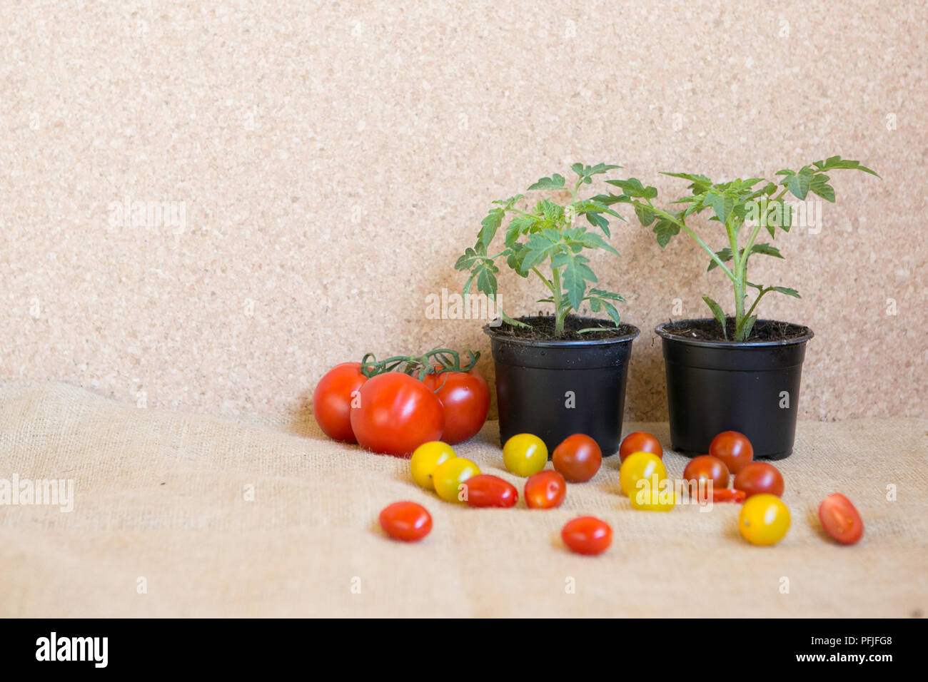 tomatoes before and after Stock Photo - Alamy
