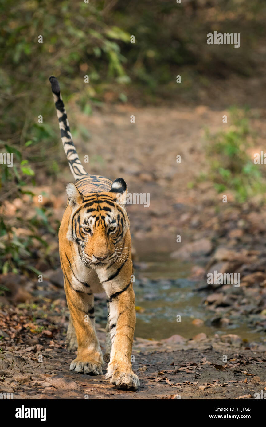 A famous tigress on the stroll in her territory Stock Photo - Alamy