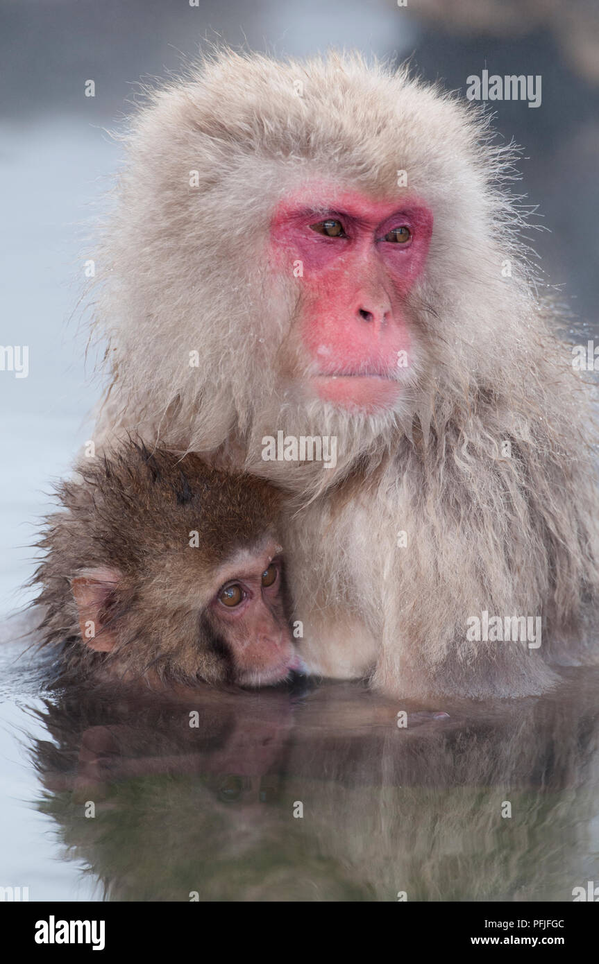 Japanese macaque or snow japanese monkey, baby and mom in onsen (Macaca ...