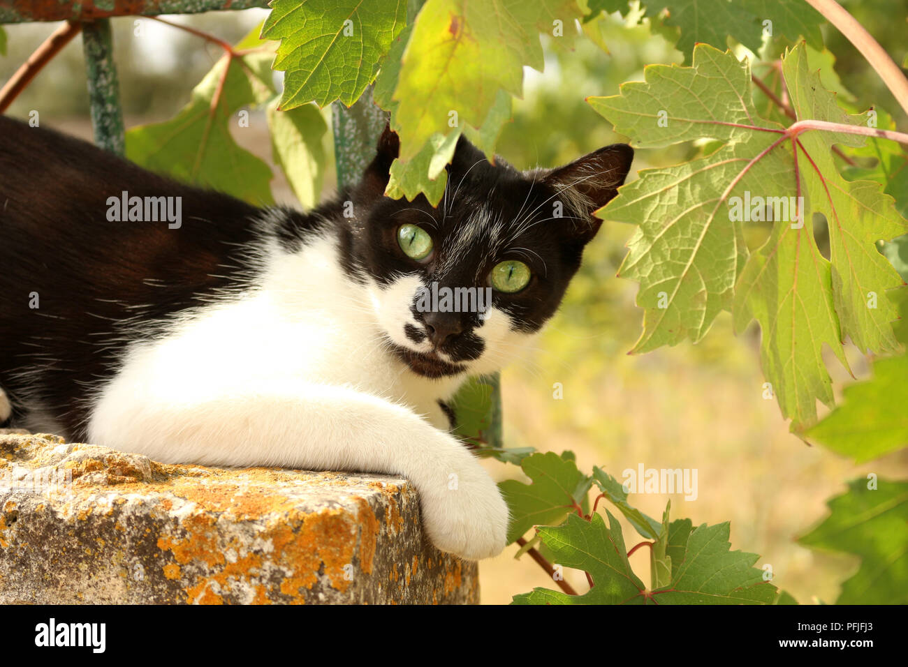 Black and white tuxedo cat outside hi-res stock photography and images ...