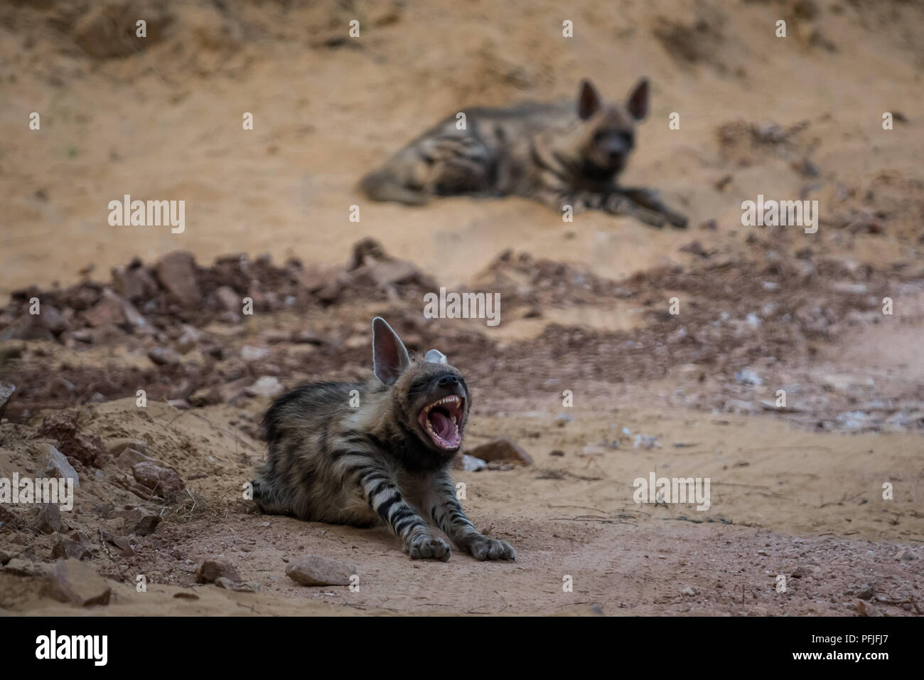 Striped hyena sibling from jhalana forest area Stock Photo - Alamy