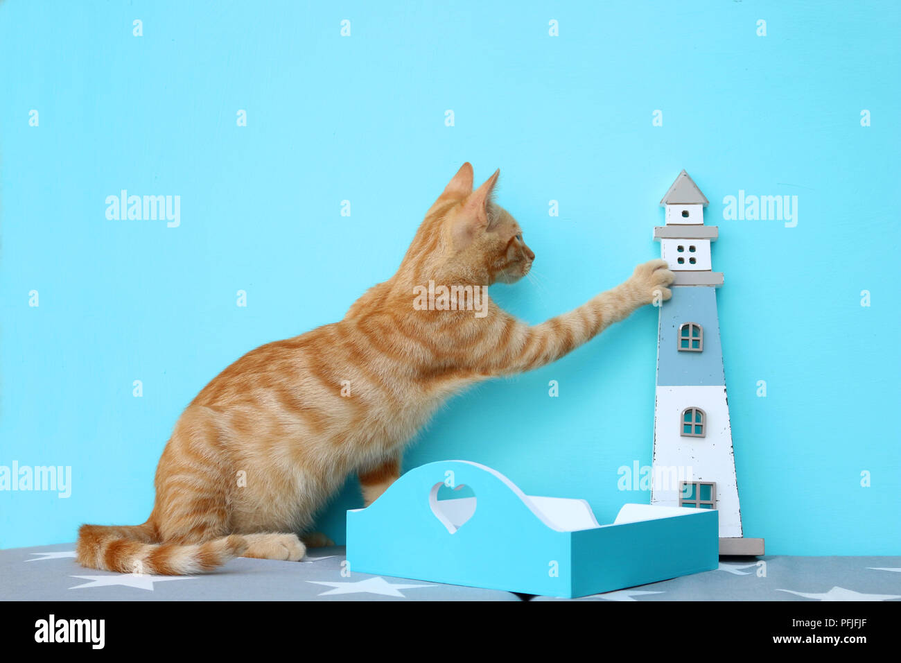 Beautiful young ginger cat hi-res stock photography and images - Alamy