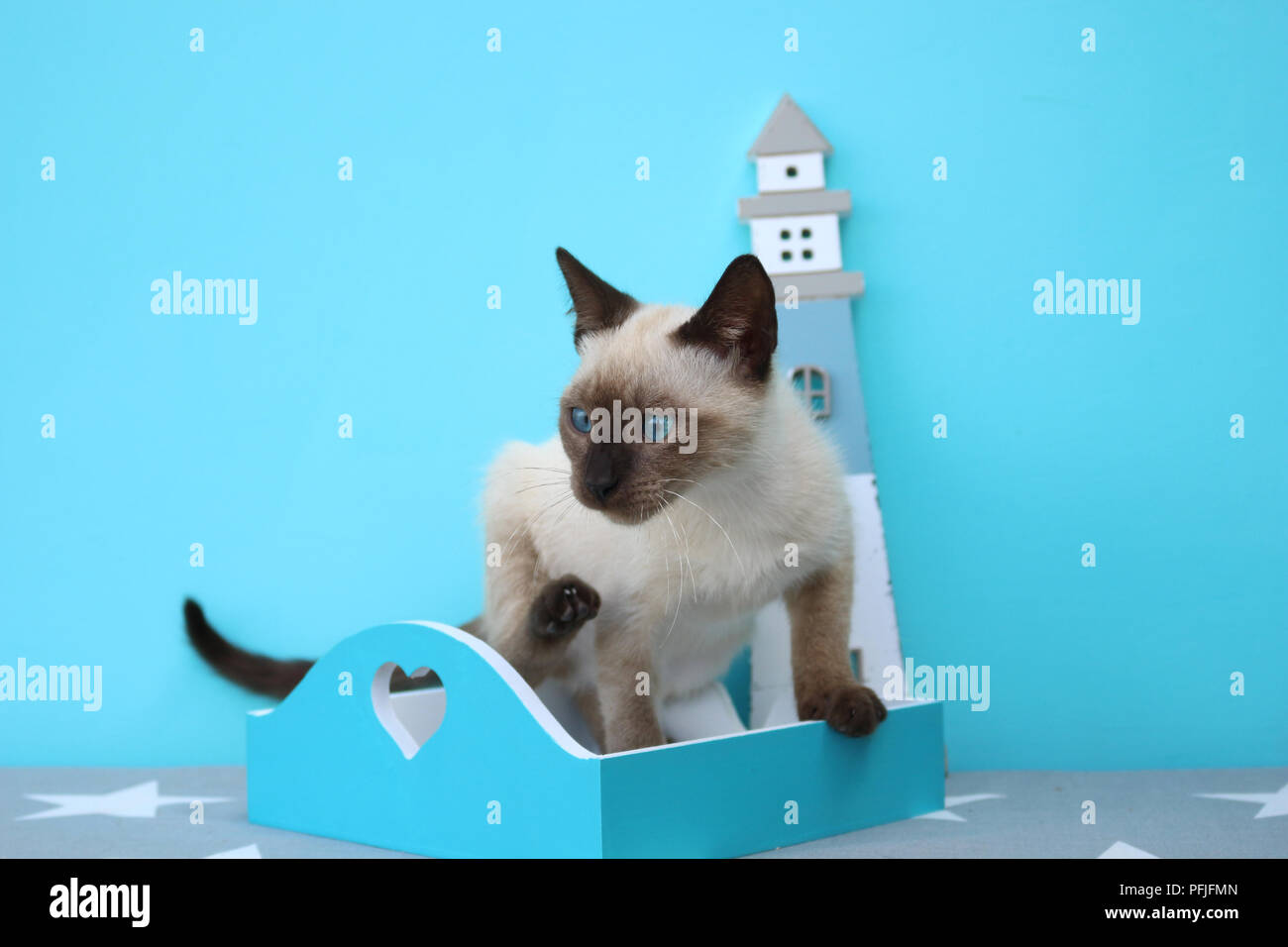 Siamese thai hi-res stock photography and images - Alamy