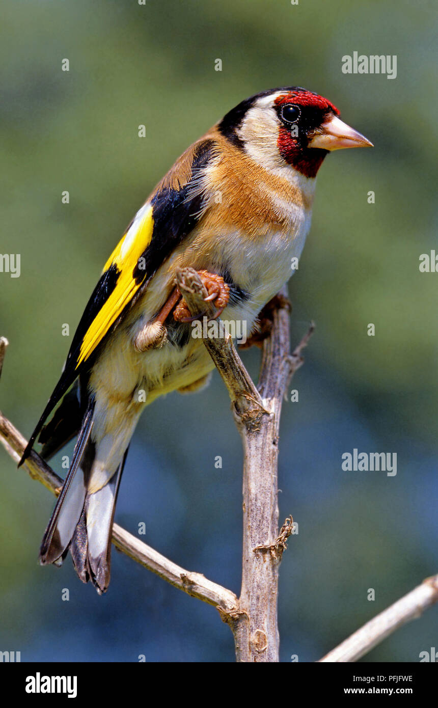European goldfinch hi-res stock photography and images - Alamy