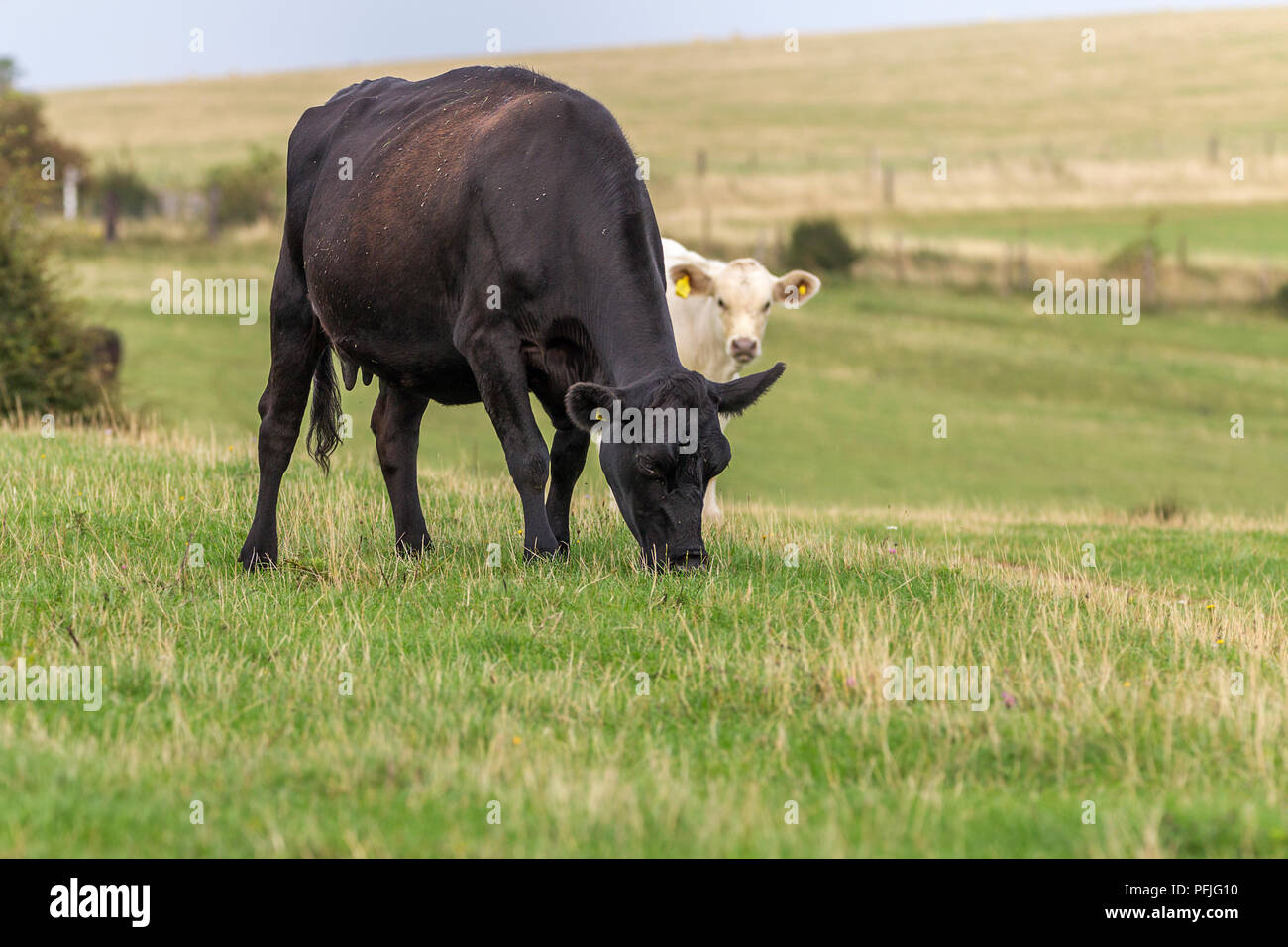 Mother cow with calf grazing on pasture on the south downs way by ...